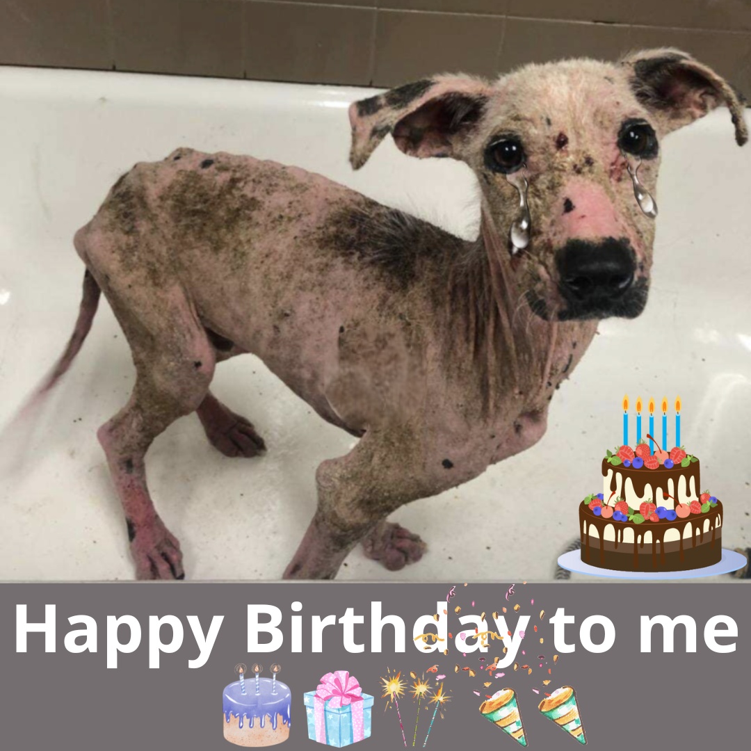 A Heartfelt Birthday Tribute to an Abandoned, Desperate Dog. p4 v2 ...