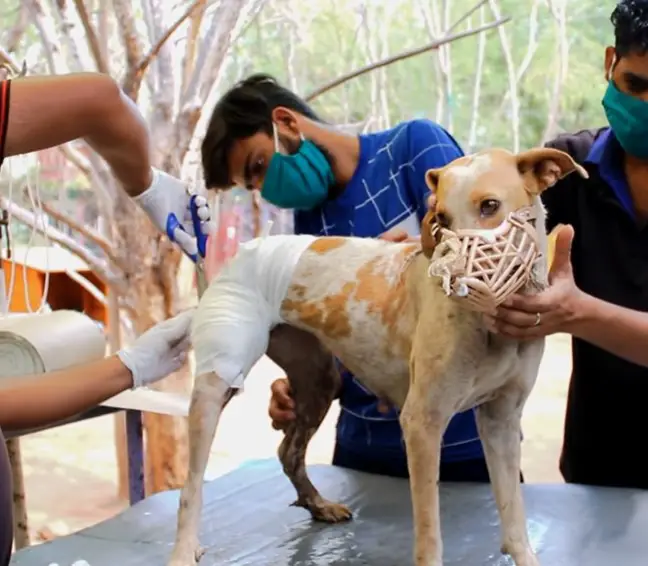 Rising from Despair: The Severely Injured Dog, Saved from the Depths of ...