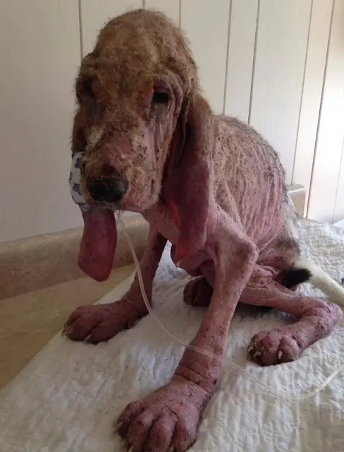 Healing Hands: Sick Puppy Rescued by a Kind-hearted Individual on the ...