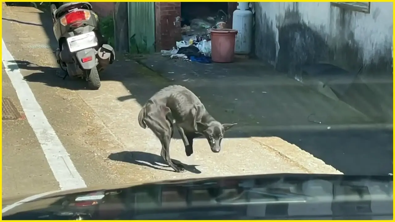 Surviving with Love: The Incredible Struggle of a Stray Mother Dog ...