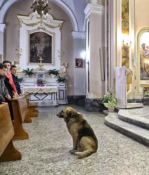 Divine Companionship: The Heartwarming Tale of a Church Embracing a Dog ...