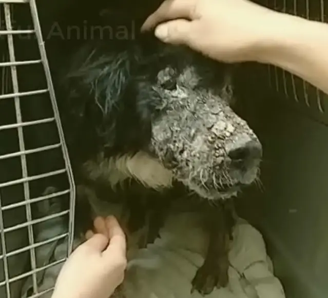 Enduring Ten Years of Sickness, Neglect, and Solitude, His Appearance ...