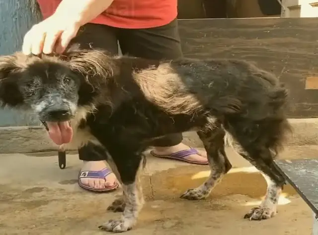 Enduring Ten Years of Sickness, Neglect, and Solitude, His Appearance ...