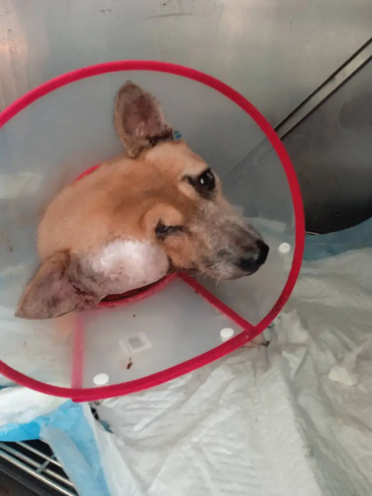 The Unfortunate Dog Endured a Large Tumor on Her Face, Suffering for an ...