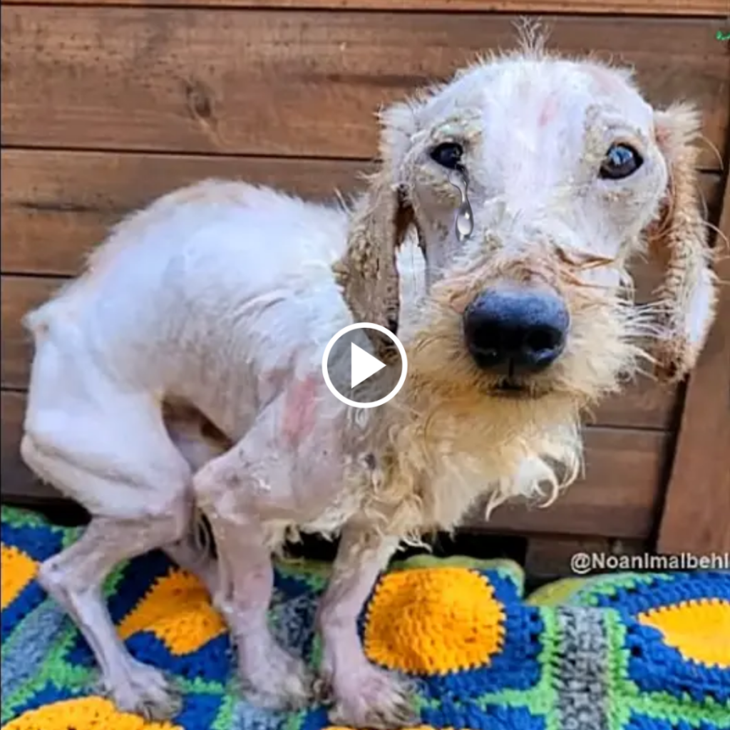 A small, skinny, and frail dog embraced wholeheartedly by the villagers ...