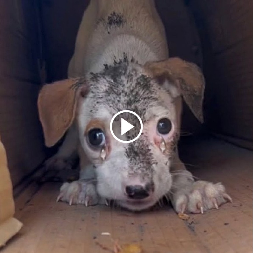 Heart-wrenching Encounter: A Homeless Puppy’s Determination to Survive ...