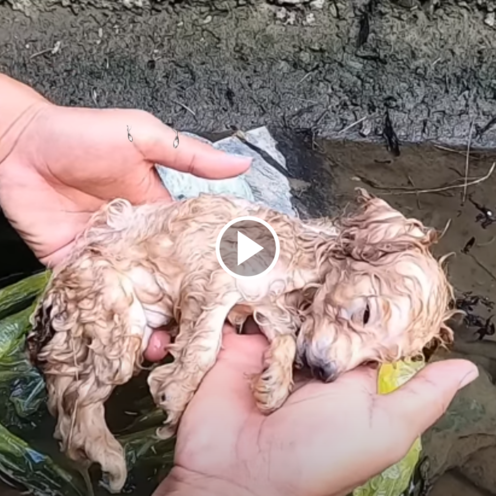 Abandoned Paws: The Heartbreaking Tale of an Ailing, Malnourished Dog ...