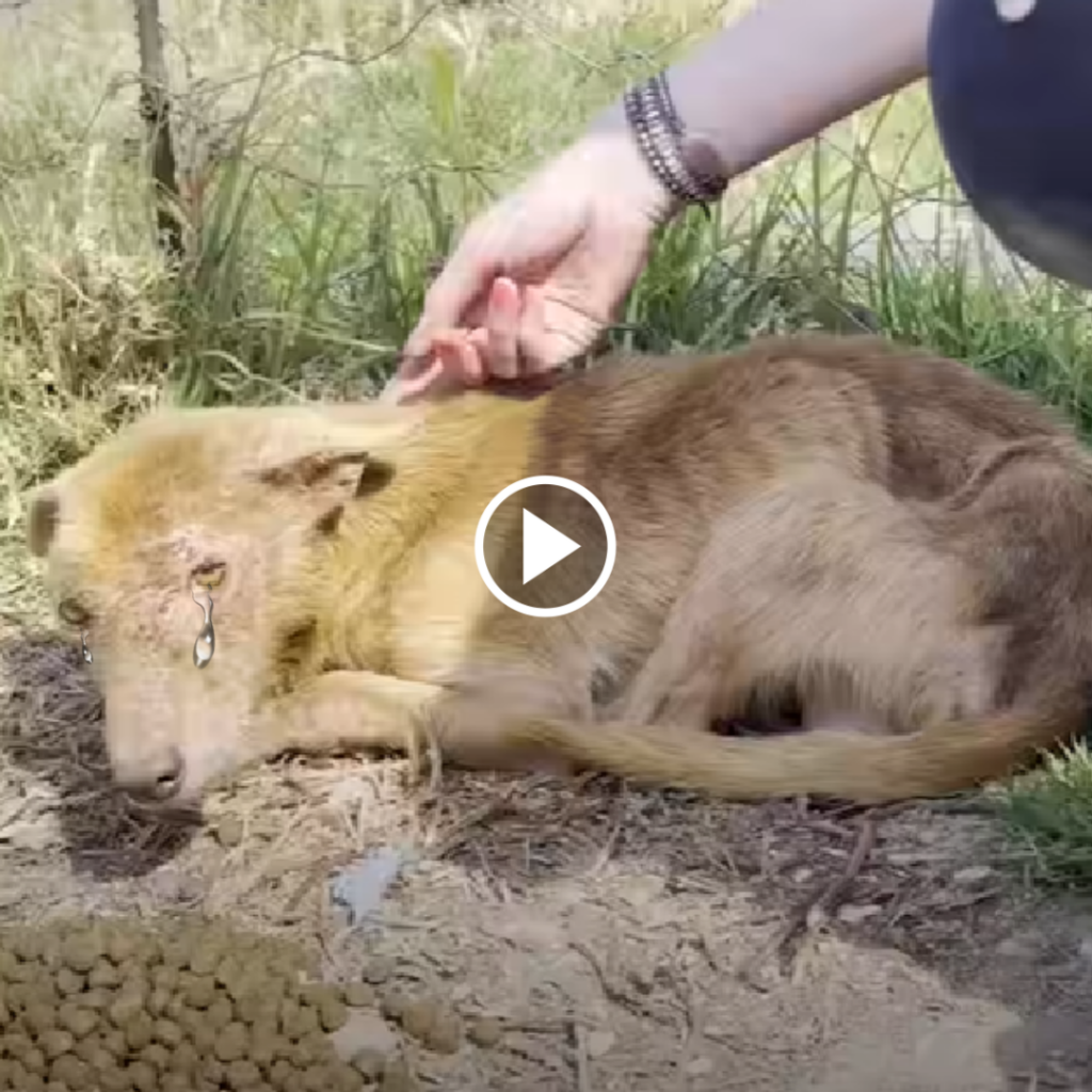 A Dog in Severe Emaciation, Enduring Unimaginable Suffering and ...