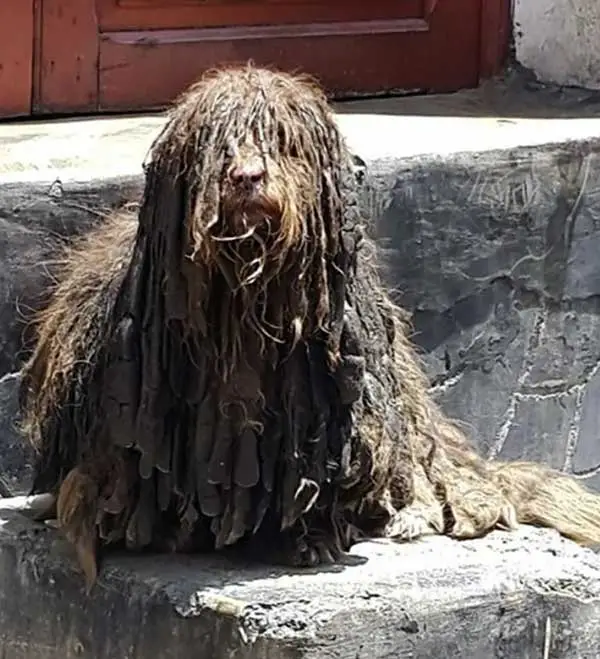 From Neglect to Renewal: The Remarkable Journey of a Dreadlocked Dog ...
