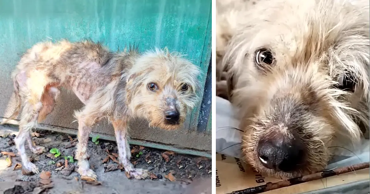Frightened Dog Flees, Enduring Hunger and Illness Due to Rejection by ...