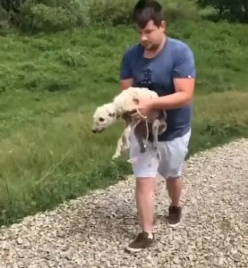 Emaciated Dog Survives Six Months of Starvation and Painful Sores ...