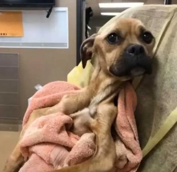 The emaciated stray dog endured starvation, only his fragile frame ...