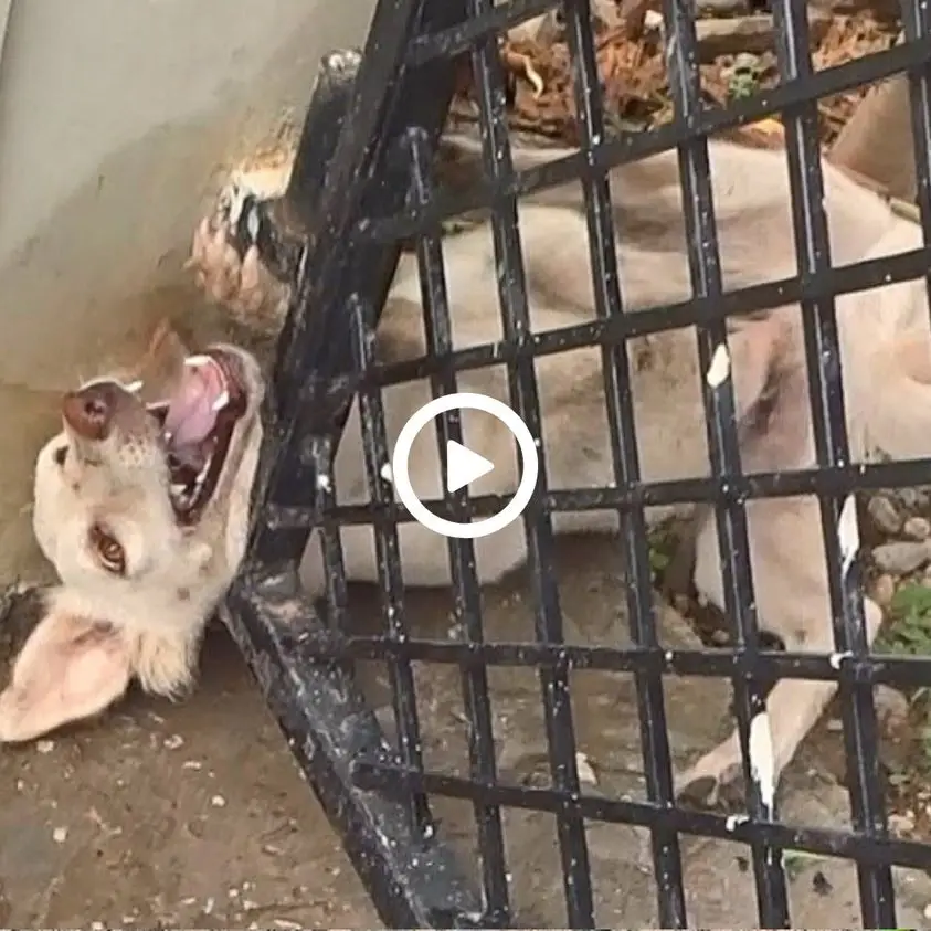 Unheard Whimpers: The Heartrending Tale of a Trapped Dog's Resilient ...