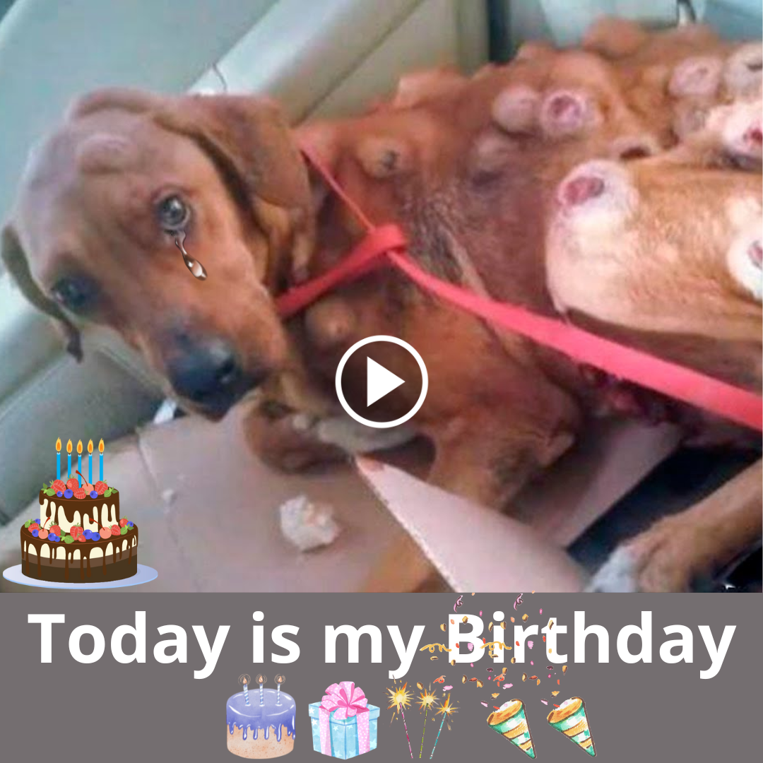 A Beacon of Hope: Celebrating the Birthday of a Dog of Unyielding ...