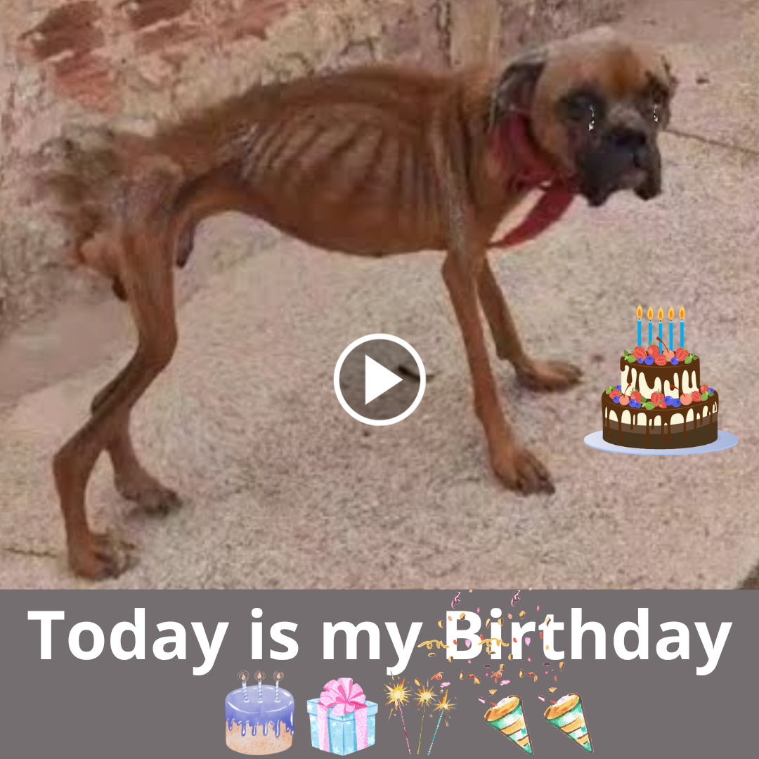 A Birthday of Courage: The Story of a Dog with Skin Fused to Bone ...