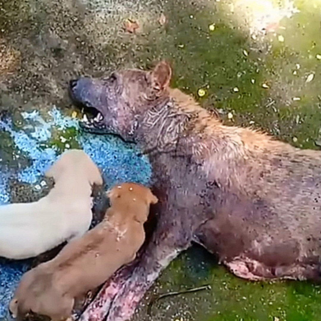 A stray mother dog, weak and unable to stand, lay there crying out in ...
