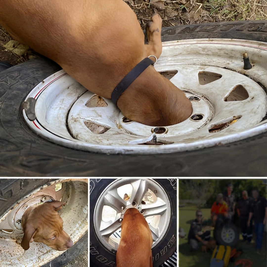 Gripped by the Tire: A Heart-Stopping Tale of a Dog's Harrowing Ordeal ...