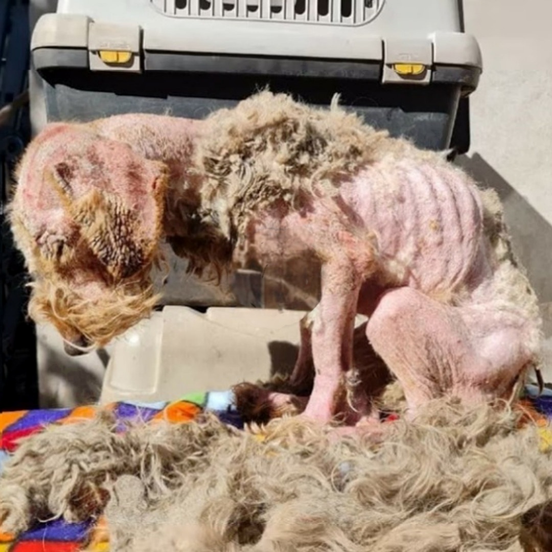 A small, skinny, and frail dog embraced wholeheartedly by the villagers ...