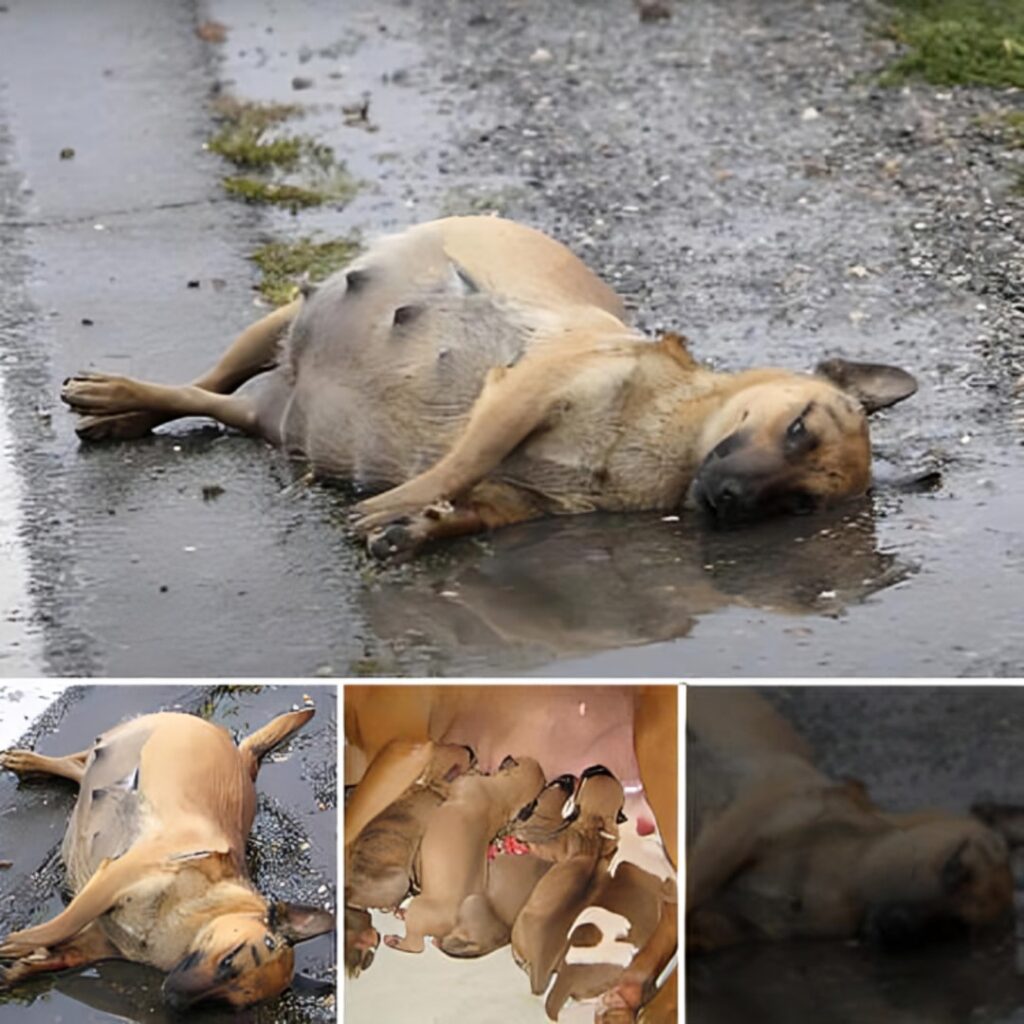 Resilience on Main Street: A Heartwarming Saga of Hope, Courage, and ...