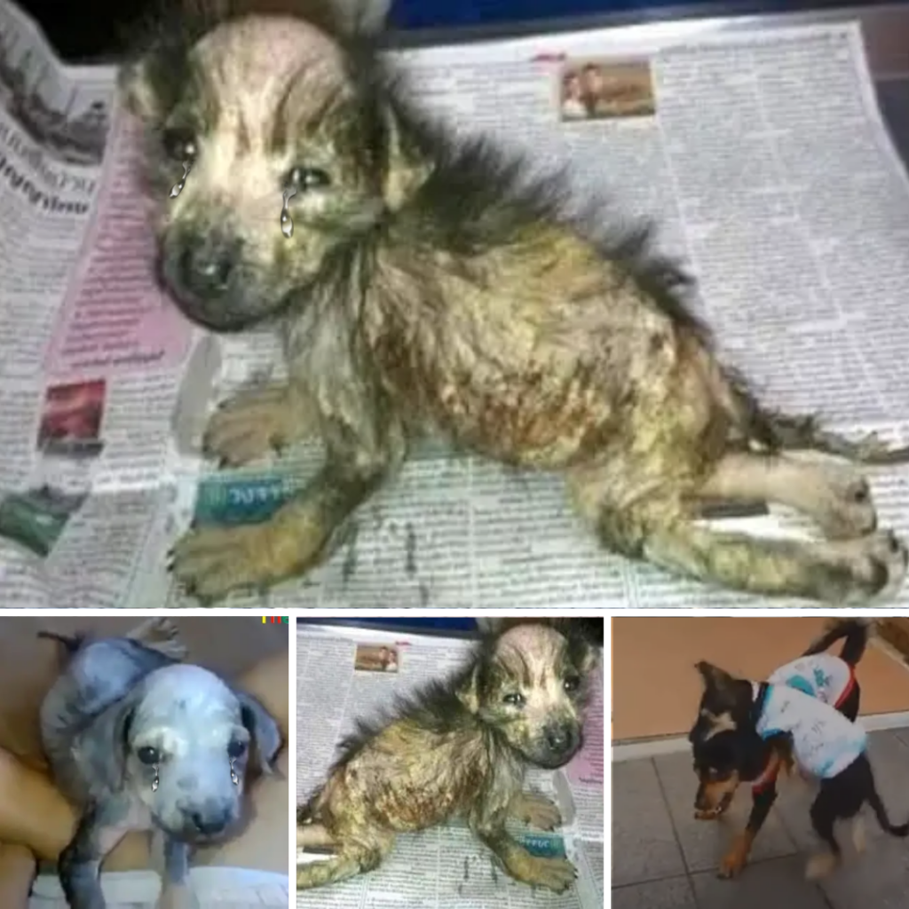 Unyielding Hope 2: The Inspirational Tale of a Determined Dog's ...