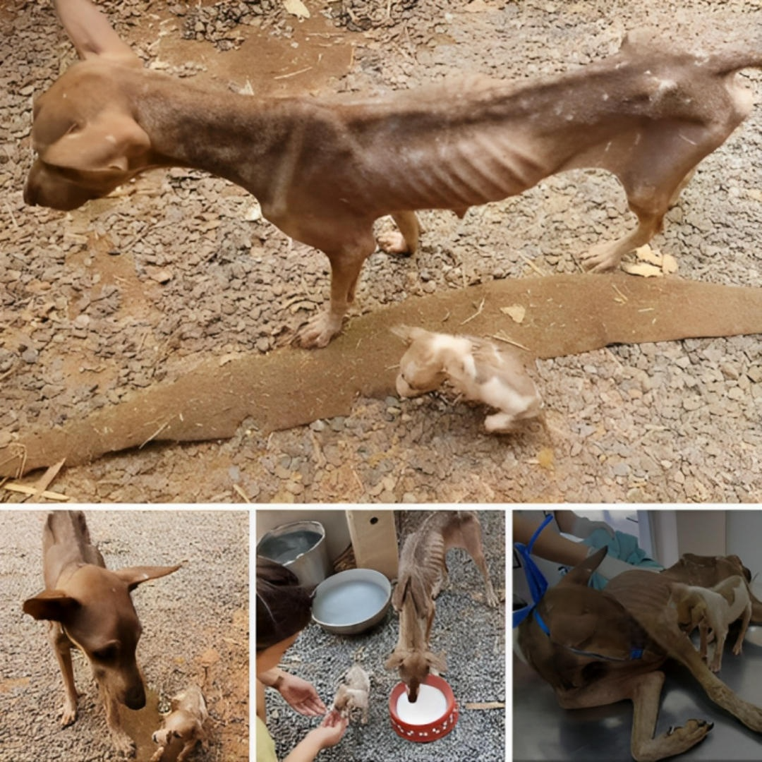 A Mother's Plea: The Harrowing Sorrow of a Starving Dog's Fight for Her ...