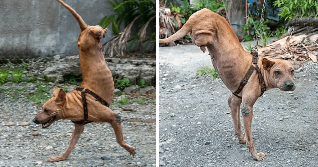 Unleashing Adaptability: Owner's Compassion Helps Hind-Legless Dog ...