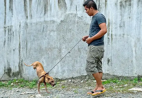 Unleashing Adaptability: Owner's Compassion Helps Hind-Legless Dog ...