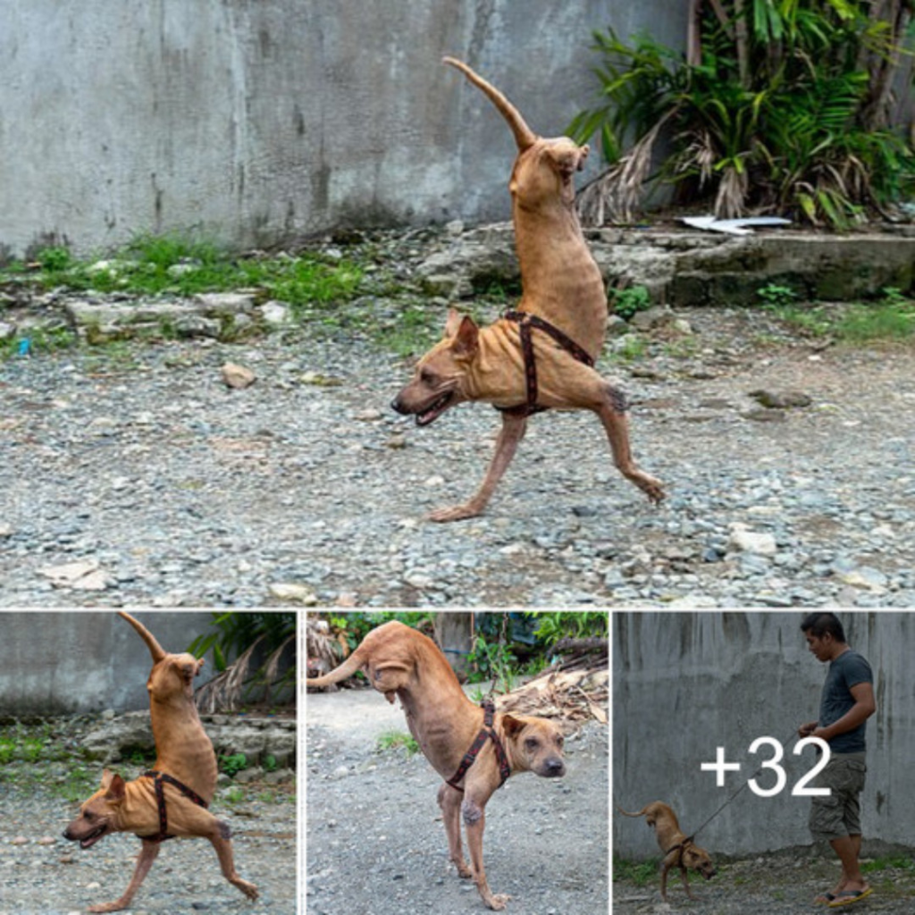 Unleashing Adaptability: Owner's Compassion Helps Hind-Legless Dog ...