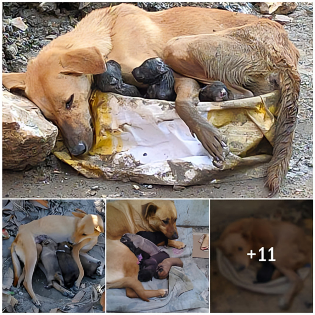 Heroic Mother Dog Saves Her Puppies from Rubble - Floor Cleaning Tools LLC