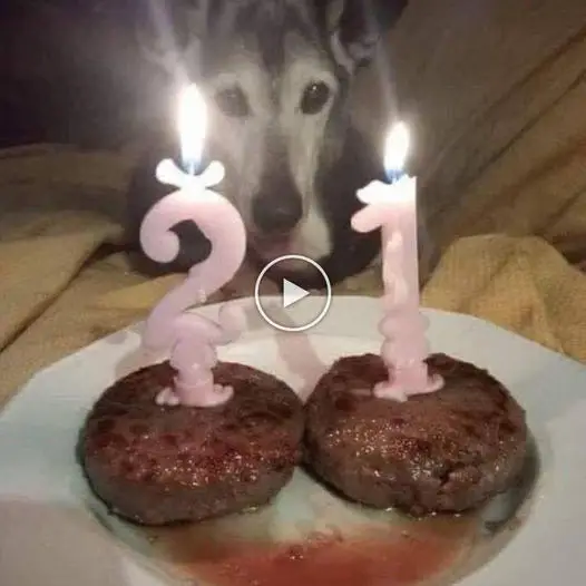 A Heartwarming Journey: From Shelter to Celebration - Honoring a Dog's ...