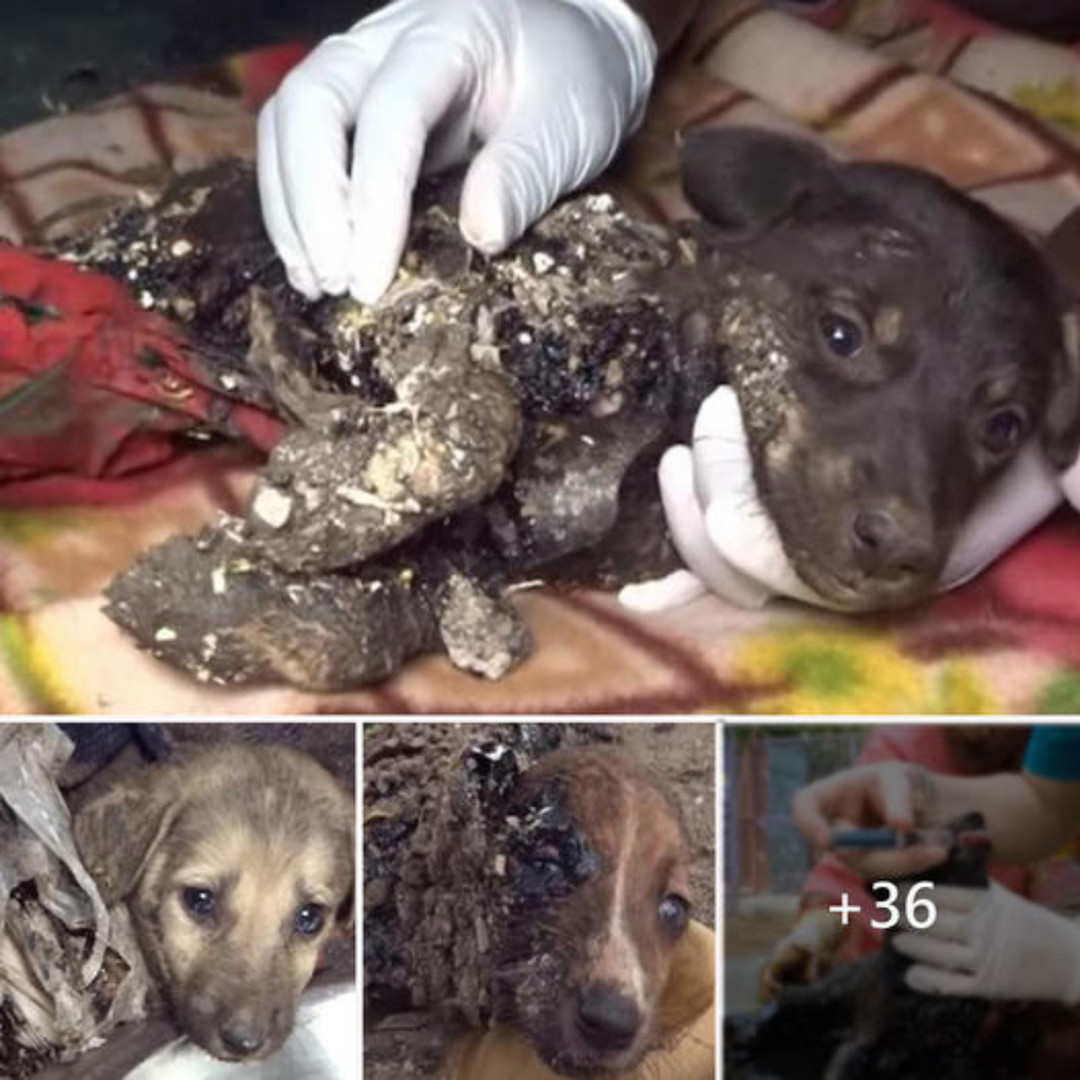 Eyes of Hope: A Heart-wrenching Plea from a Helpless Puppy Trapped in a ...