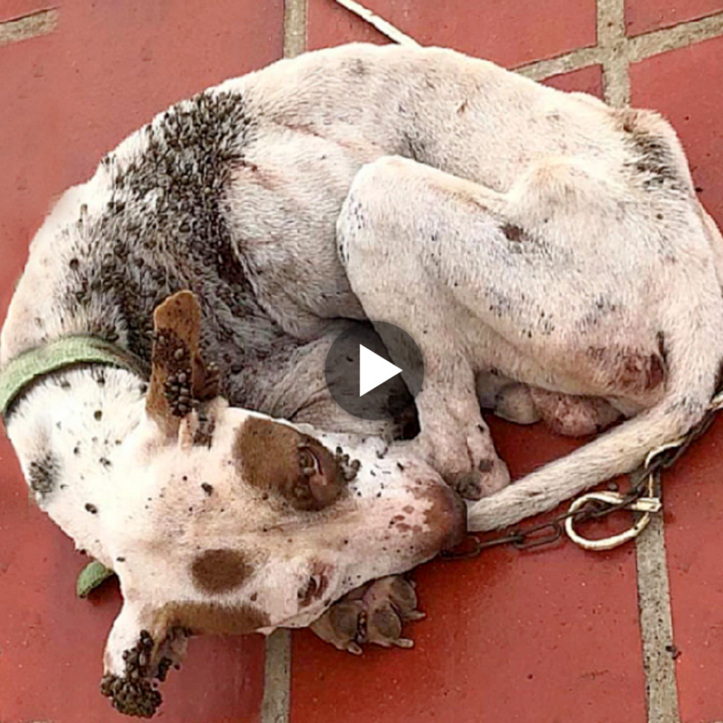 The Tick-Infested Odyssey: A Neglected Dog's Astonishing Transformation ...