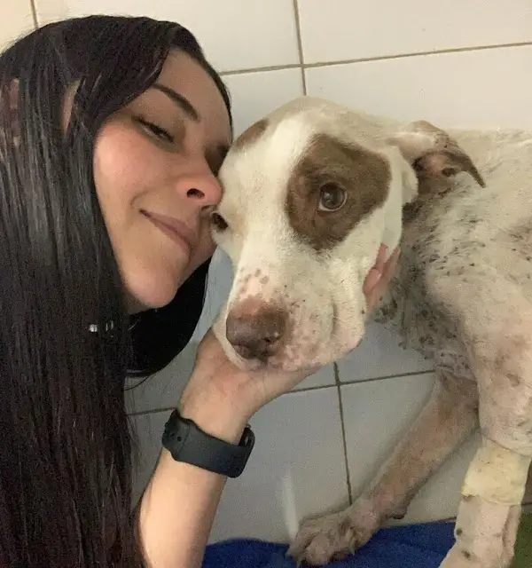 The Tick-Infested Odyssey: A Neglected Dog's Astonishing Transformation ...