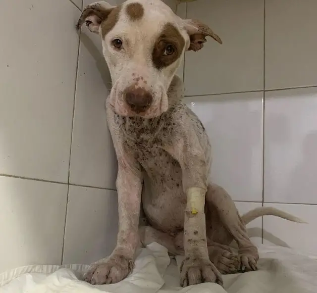 The Tick-Infested Odyssey: A Neglected Dog's Astonishing Transformation ...