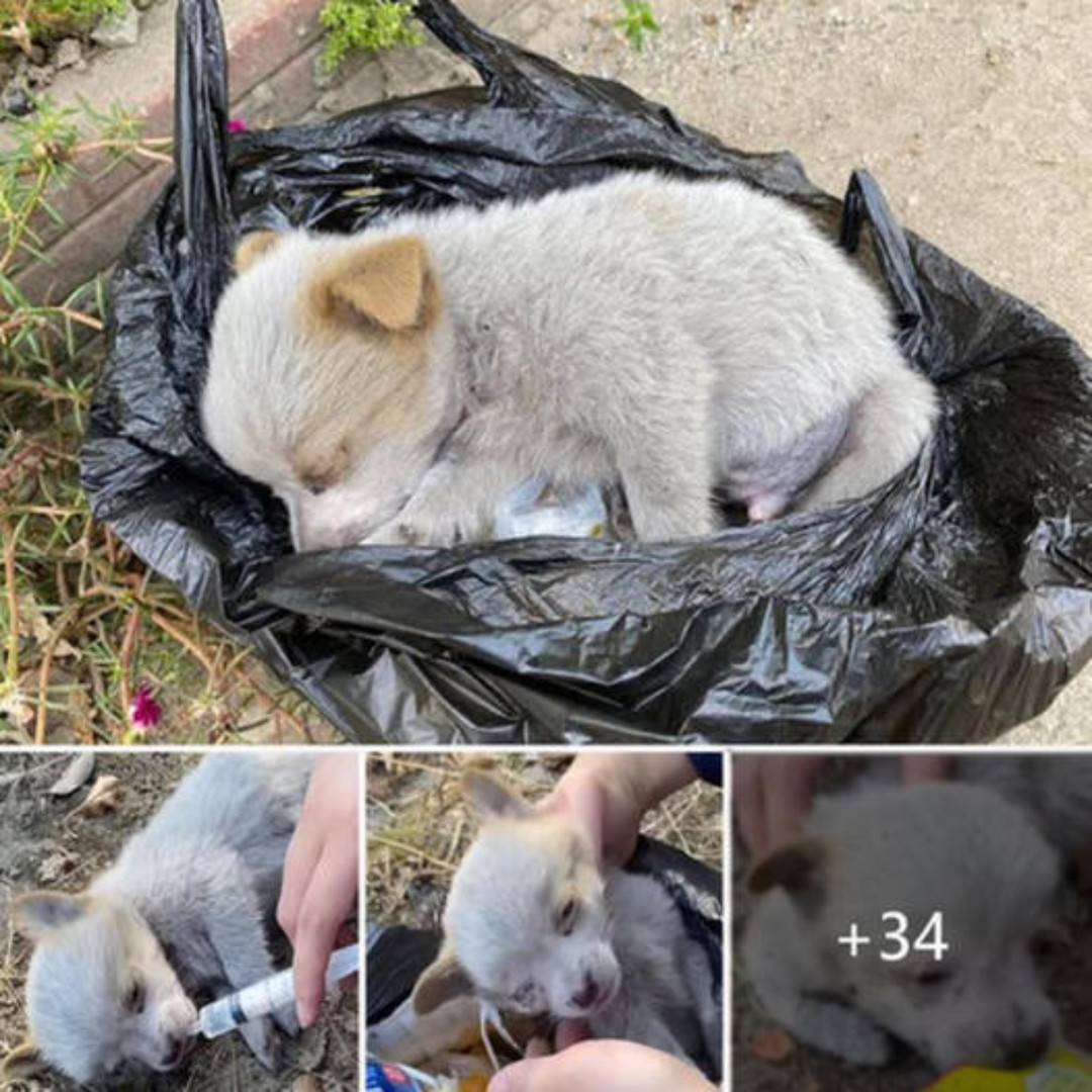 From Darkness to Freedom: The Captivating Tale of a Rescued Beauty's ...