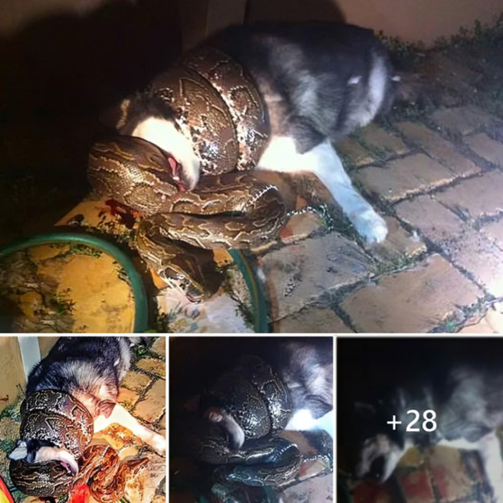 Desperate Battle for Survival: Defenseless Dog's Terrifying Struggle ...