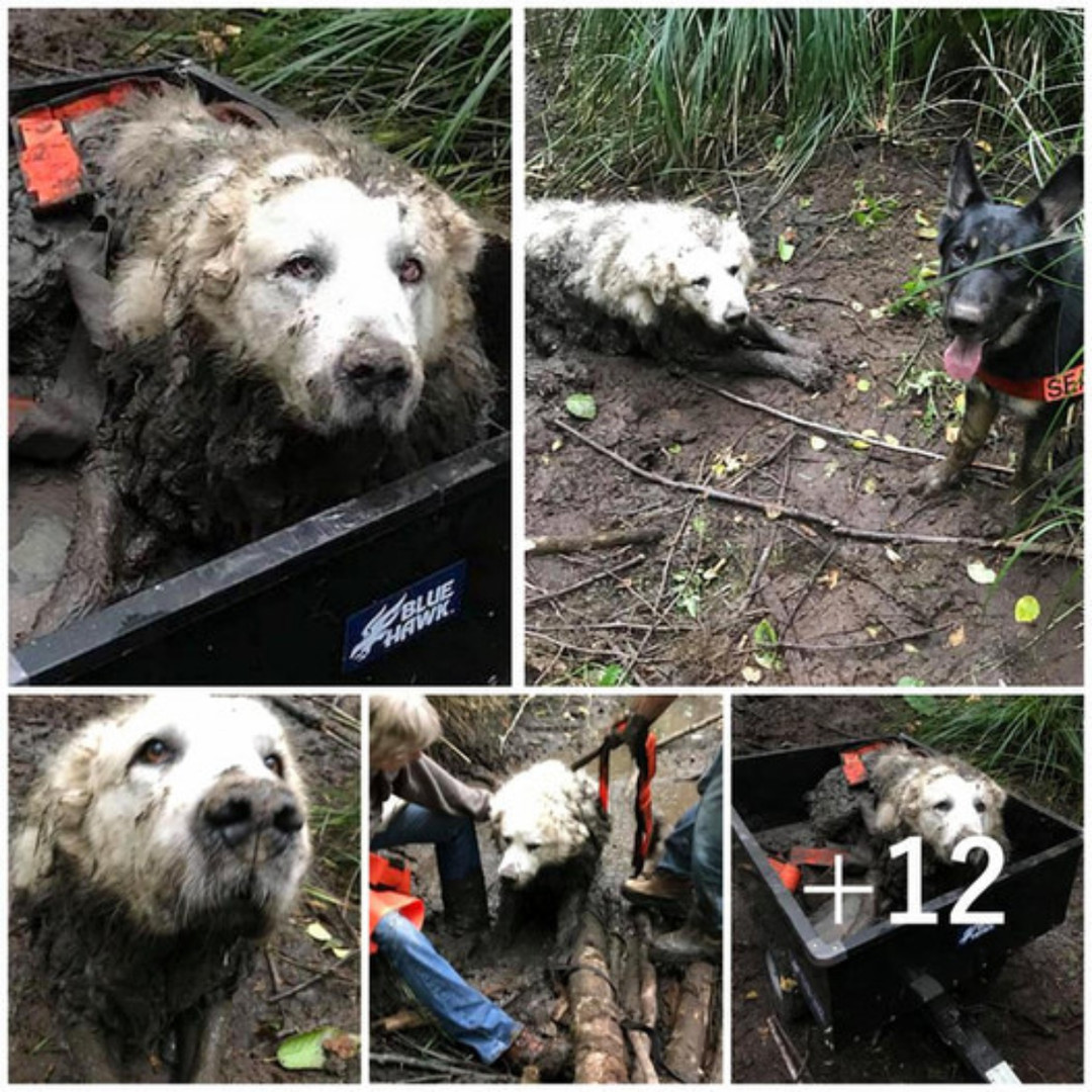 Unleashing Heroism: Pup's Brave Mission to Rescue Family's Beloved Dog ...
