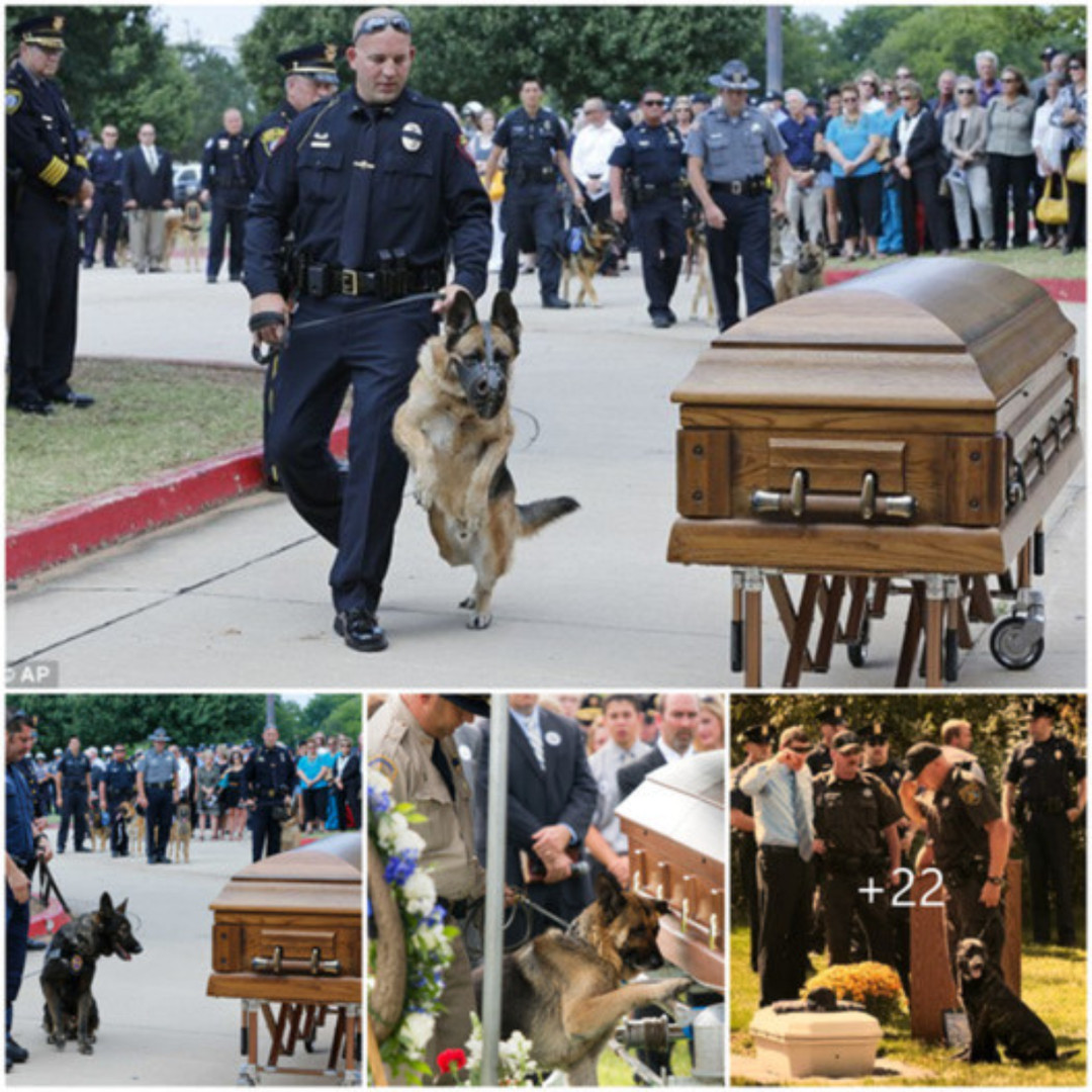 Devoted Dog's Heartbreaking Farewell at Owner's Coffin Leaves Many in ...
