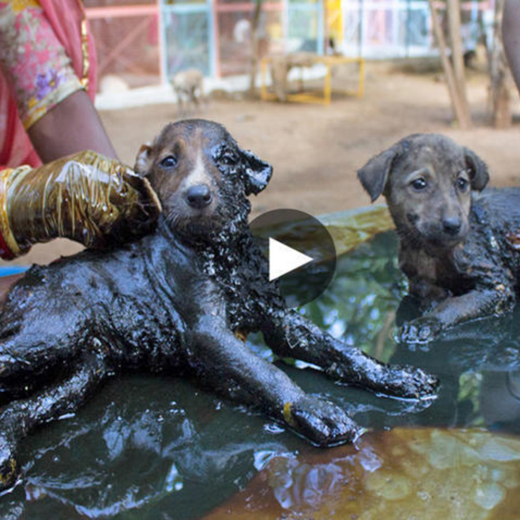 Defying the Grip: The Incredible Fight of a Small Dog Against ...
