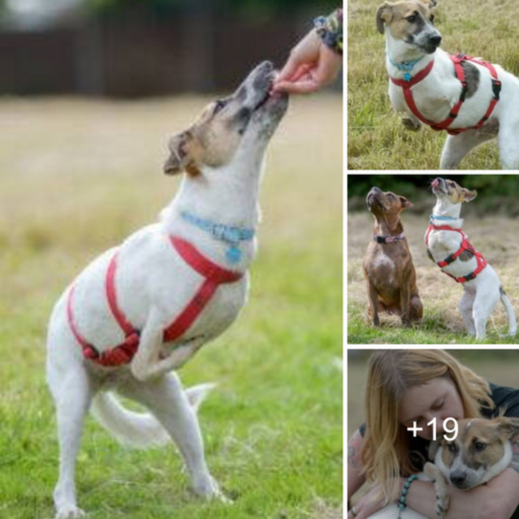 From Deformity to Triumph: The Inspiring Journey of a T-Rex-Like Dog's ...
