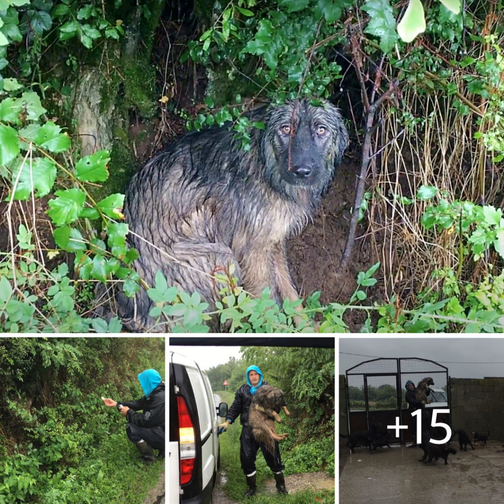 Unwavering Loyalty: Abandoned Dog's Heartbreaking Vigil in Pouring Rain ...