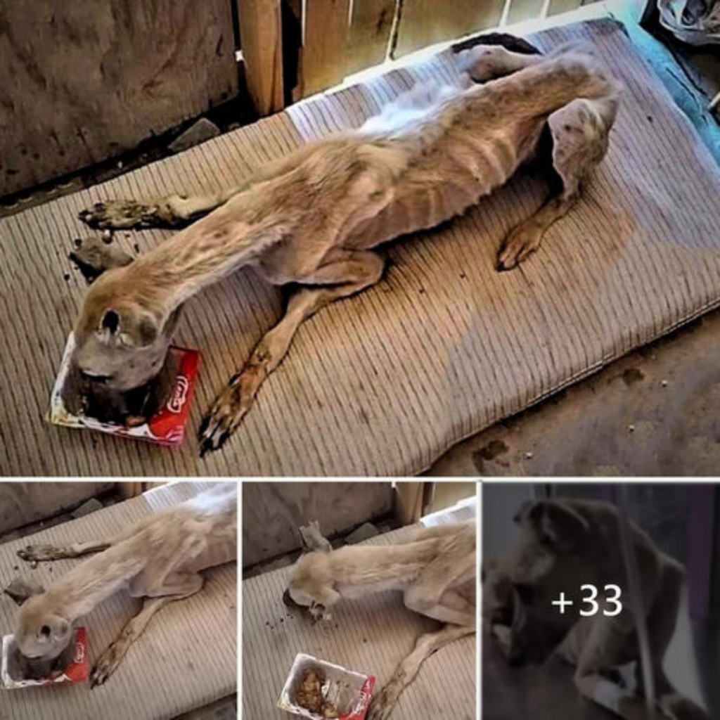 From Desolation to Resilience: The Gut-Wrenching Journey of a Starving ...