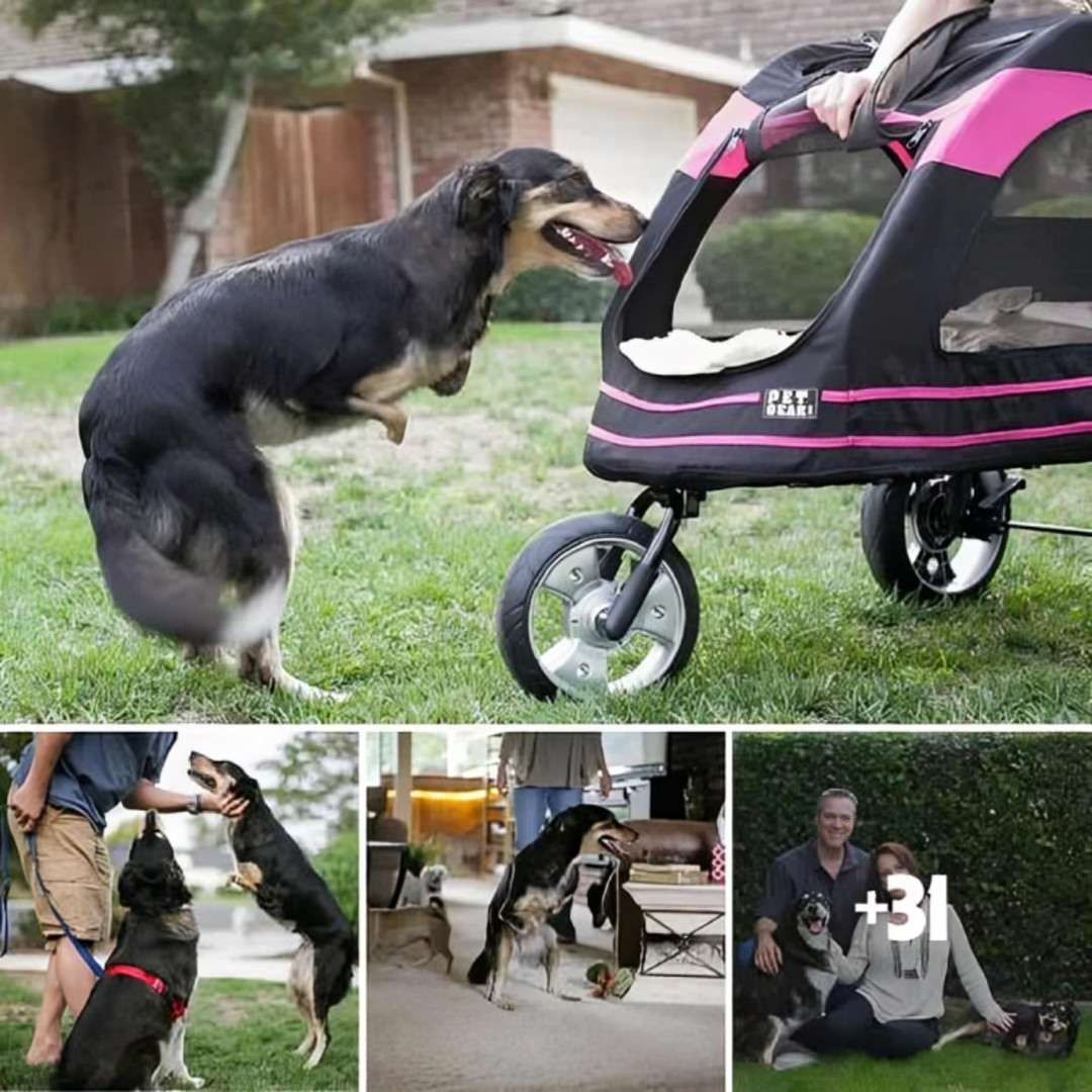 A Heartwarming Journey: The Inspiring Tale of an Abandoned Two-Legged ...