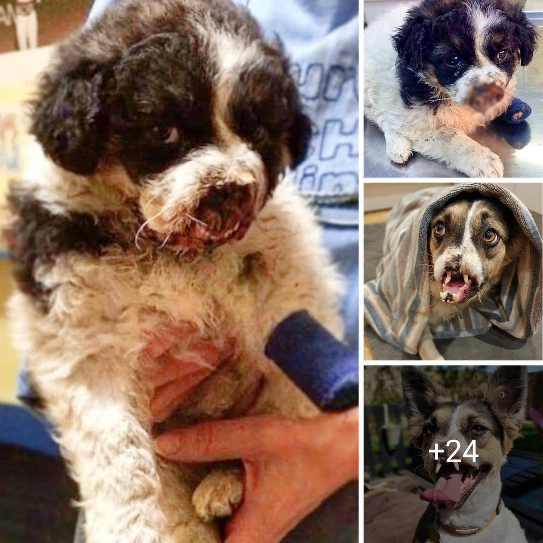 After years of rejection, a resilient dog finds unconditional love in a ...