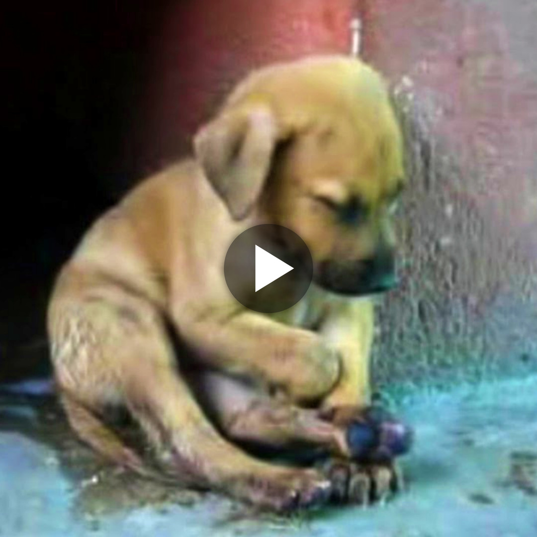 Little Puppy Sitting Sad with One Leg Injured but No Help ‎ - Floor ...