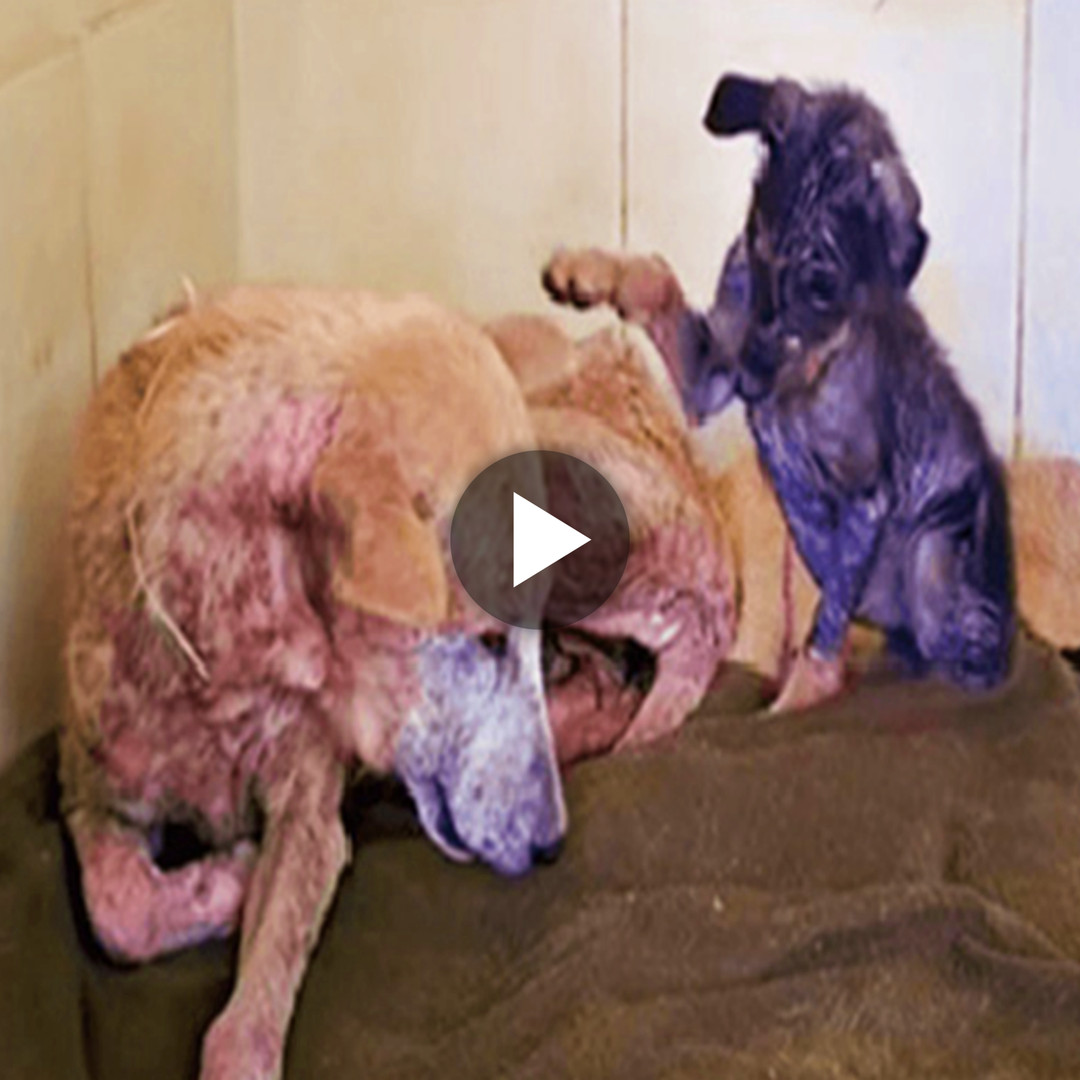 A wounded puppy encourages to ensure that its mother is stable ...