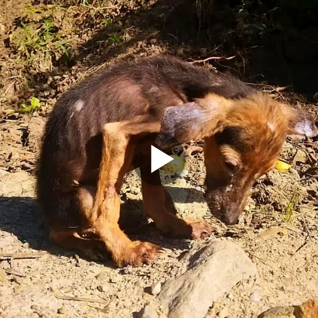 A Heartrending Story: A Vulnerable Dog's Temporary Refuge in Dire ...