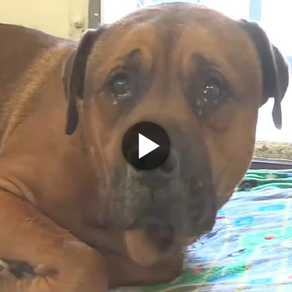 Devastated Dog Can't Hold Back Tears After Discovering He's Been ...