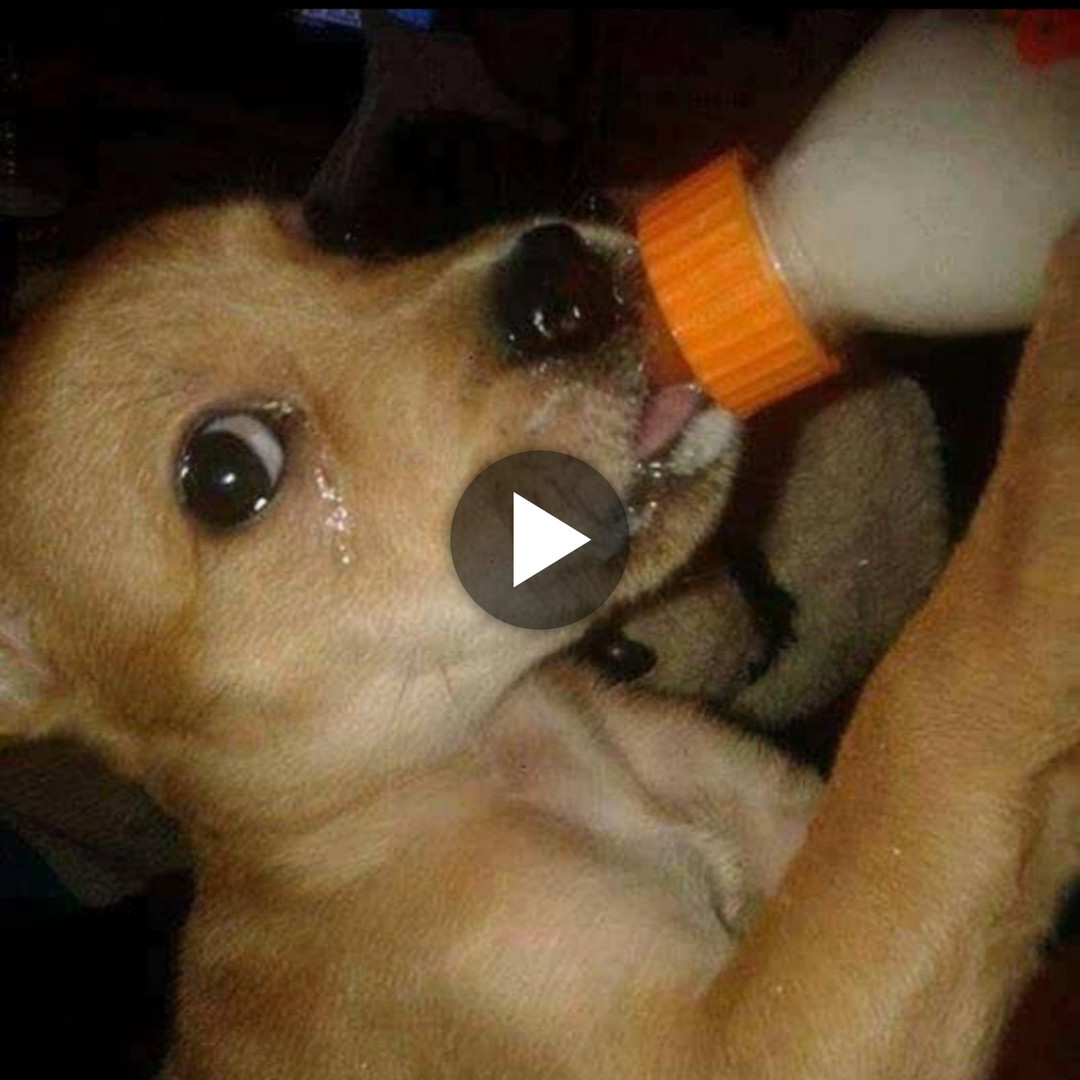 A Heartwarming Tale of a Dog's First Sip of Milk After Days of ...
