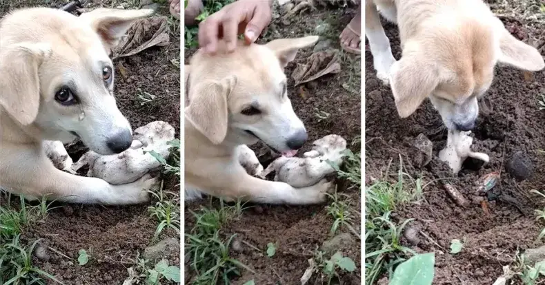 A Heartrending Scene: Mourning Mother Dog, Consumed by Grief ...